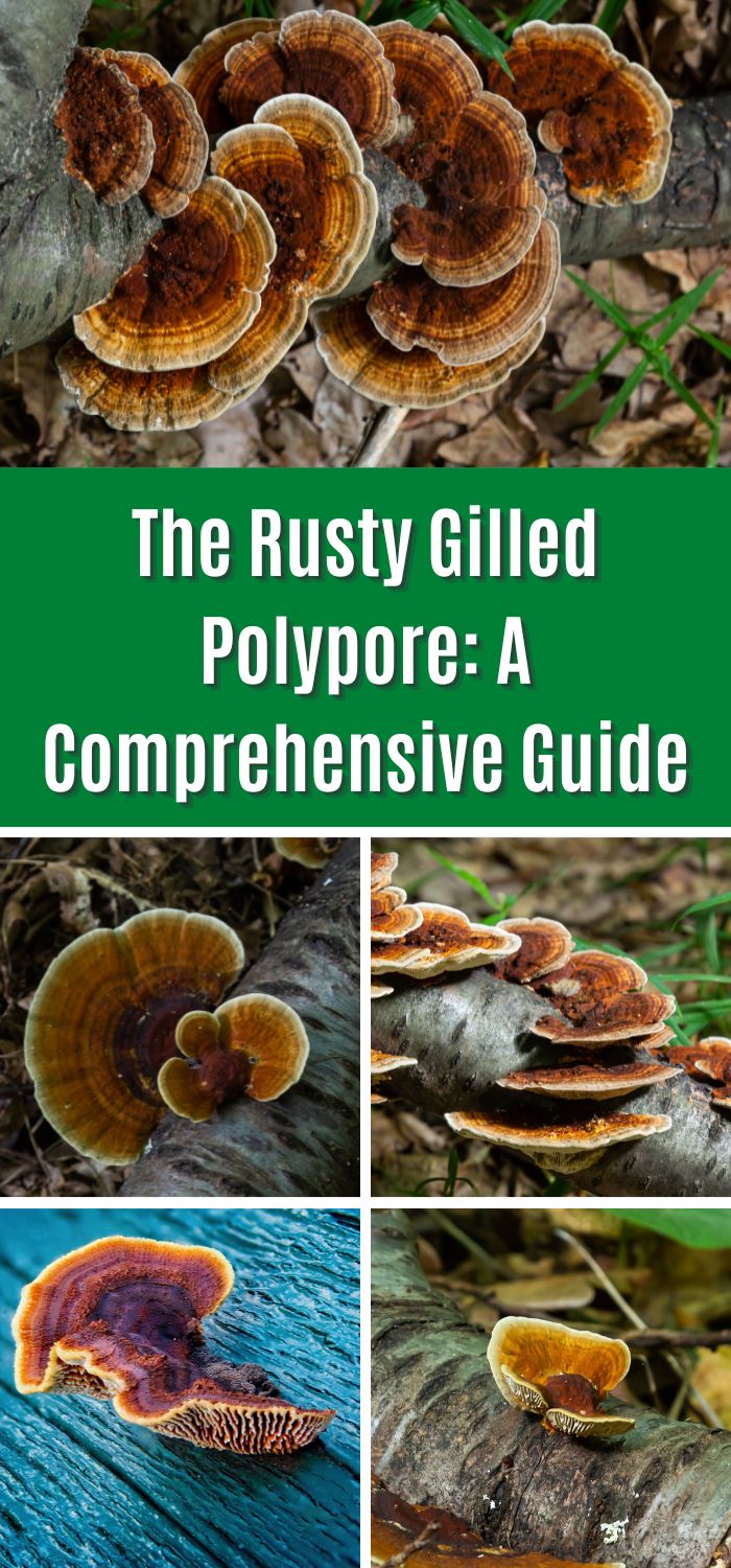 The Rusty Gilled Polypore: A Comprehensive Guide - Mushroom Appreciation