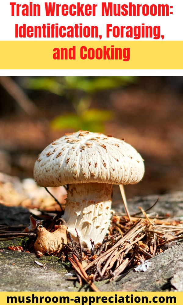 The Train Wrecker Mushroom: Identification, Foraging, and Cooking ...