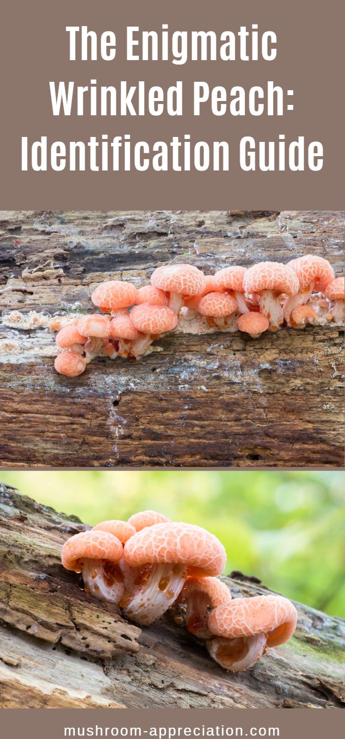 The Enigmatic Wrinkled Peach: Identification Guide - Mushroom Appreciation