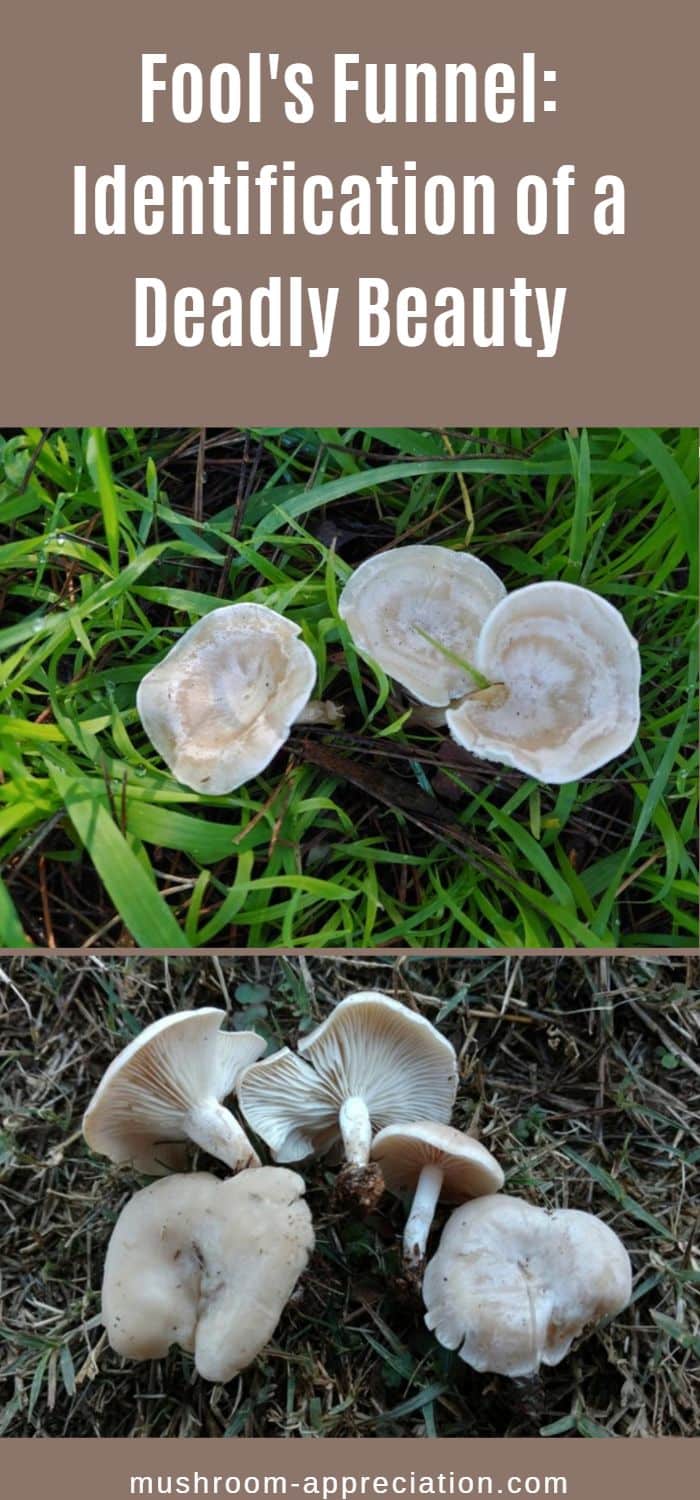 Fool's Funnel: Identification of a Deadly Beauty - Mushroom Appreciation