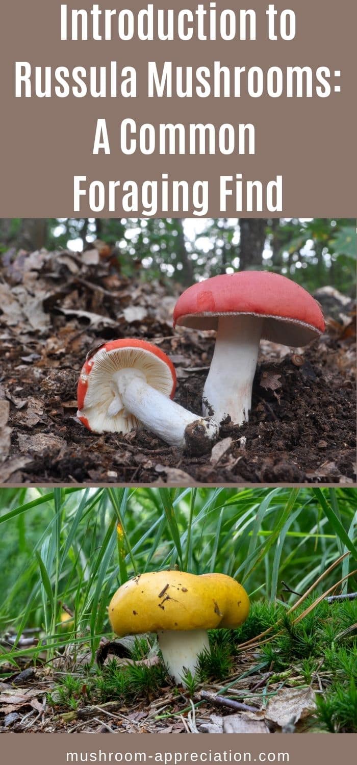 Introduction to Russula Mushrooms: A Common Foraging Find - Mushroom ...