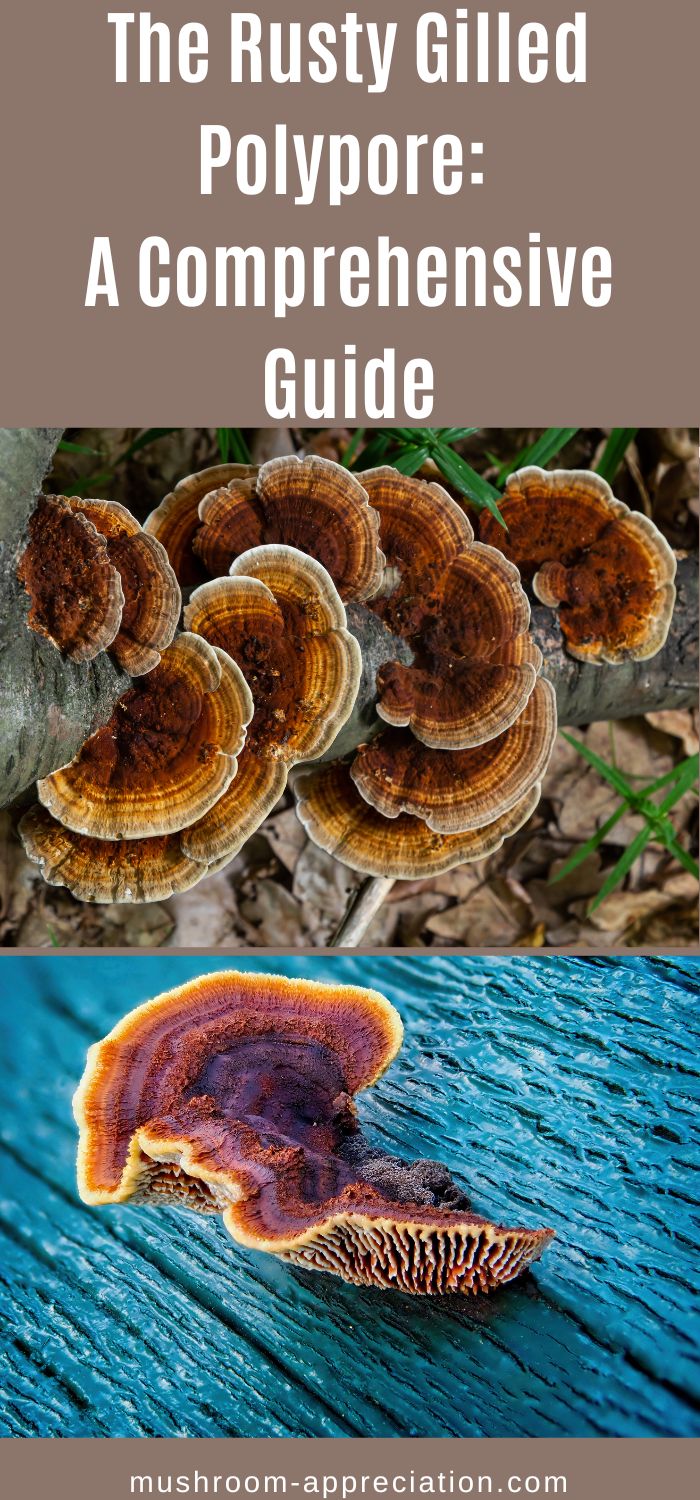 The Rusty Gilled Polypore: A Comprehensive Guide - Mushroom Appreciation