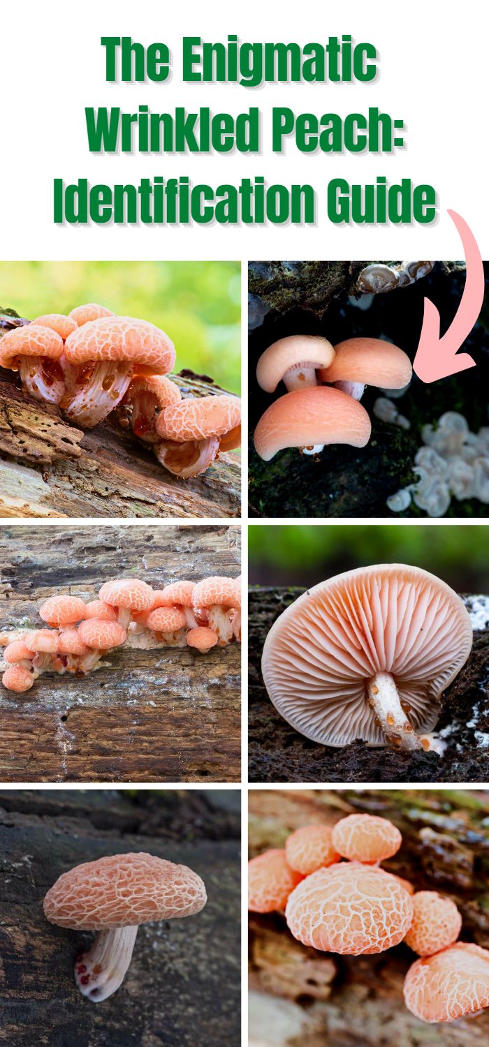 The Enigmatic Wrinkled Peach: Identification Guide - Mushroom Appreciation