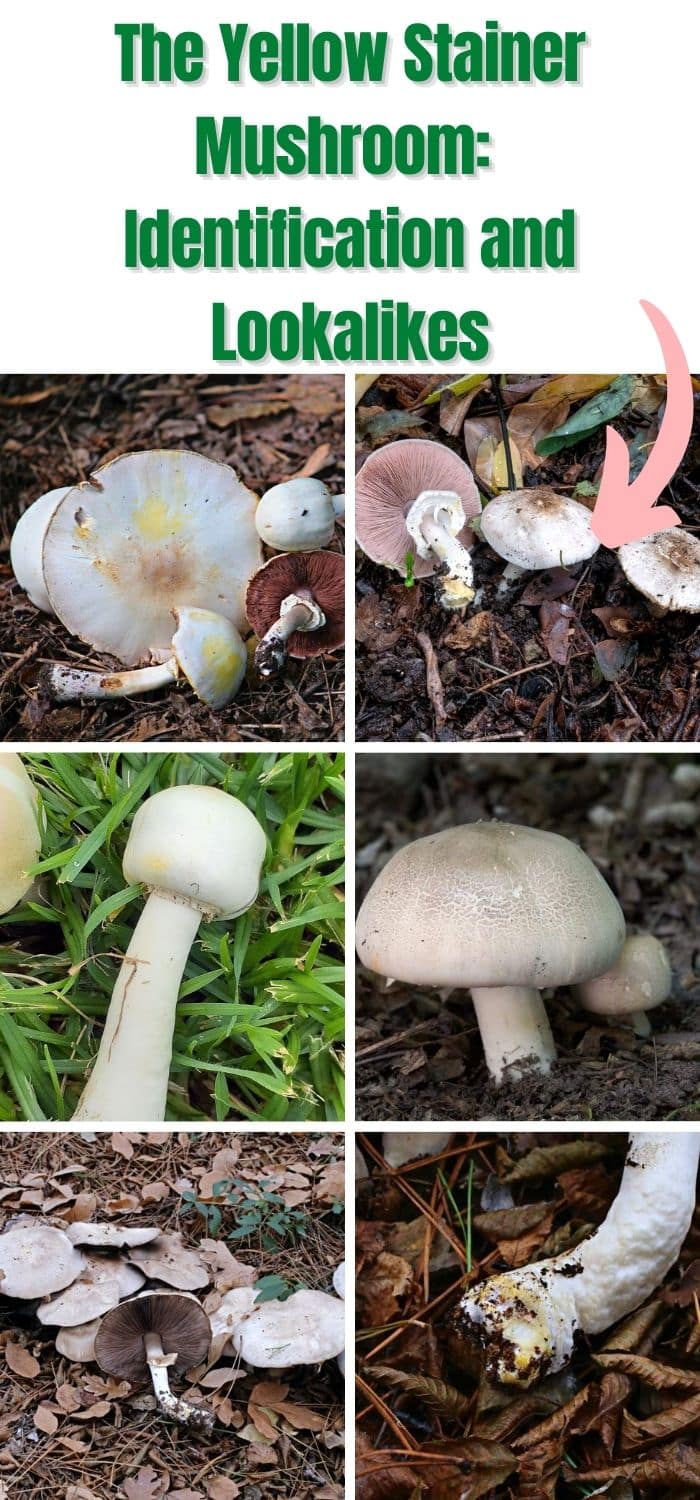 The Yellow Stainer Mushroom: Identification and Lookalikes - Mushroom ...
