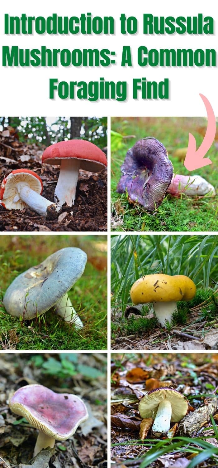 Introduction to Russula Mushrooms: A Common Foraging Find - Mushroom ...