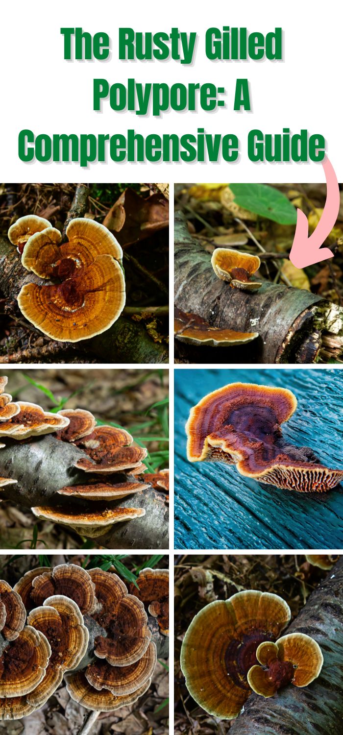 The Rusty Gilled Polypore: A Comprehensive Guide - Mushroom Appreciation