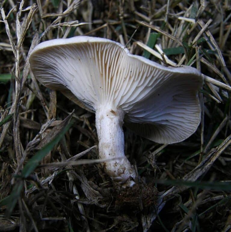 Fool's Funnel: Identification of a Deadly Beauty - Mushroom Appreciation