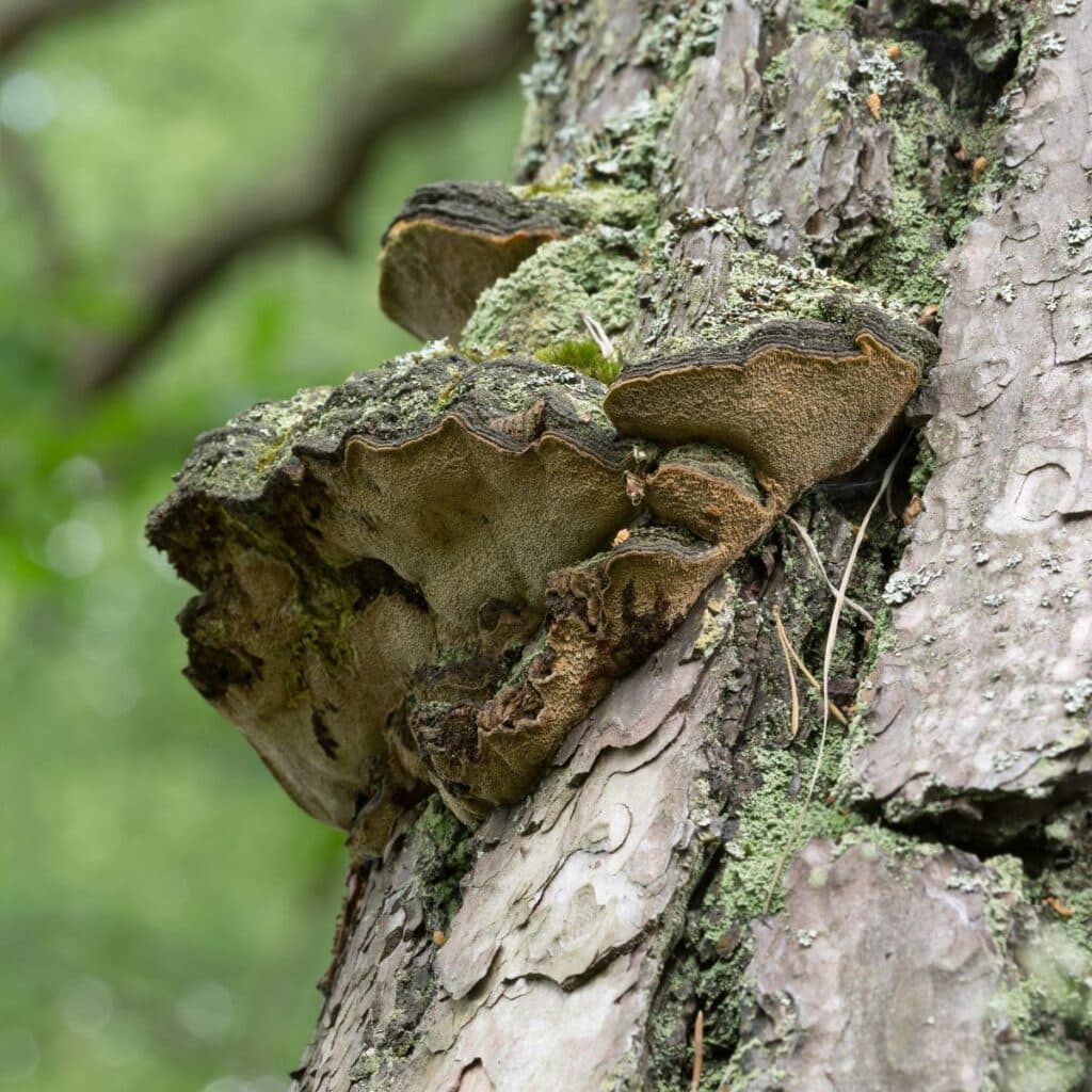 The Rusty Gilled Polypore A Comprehensive Guide Mushroom Appreciation