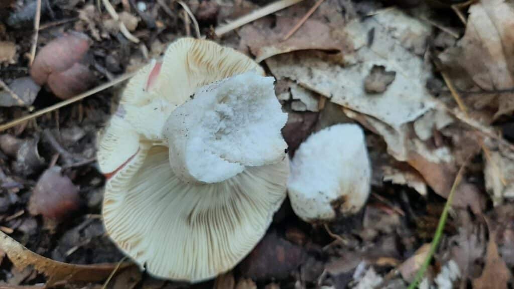 Introduction to Russula Mushrooms: A Common Foraging Find - Mushroom ...
