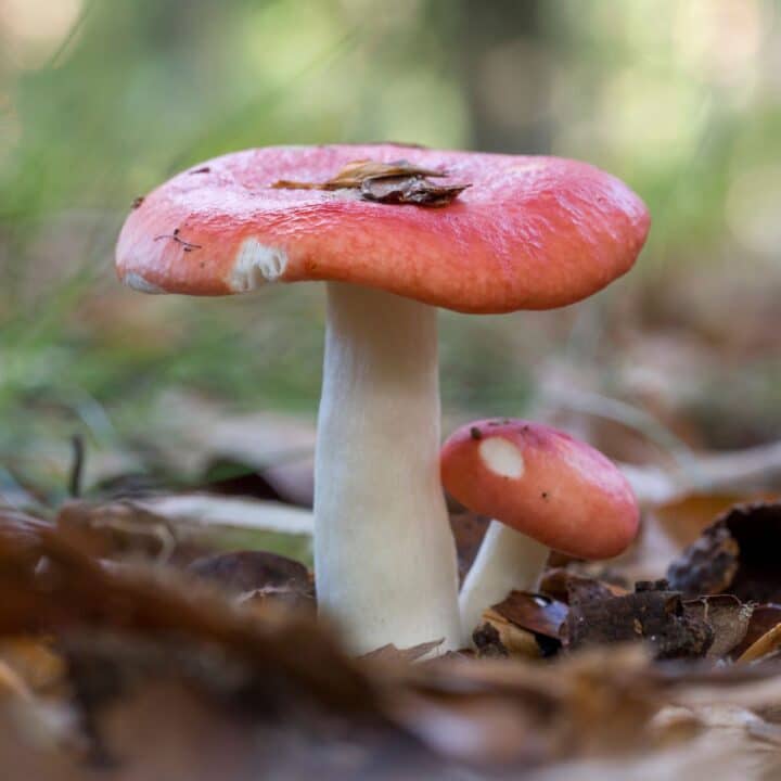 12 Spectacular Red Fungi in North America - Mushroom Appreciation