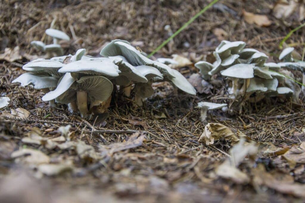 Aniseed Toadstool: Identification, Foraging, and Uses - Mushroom ...
