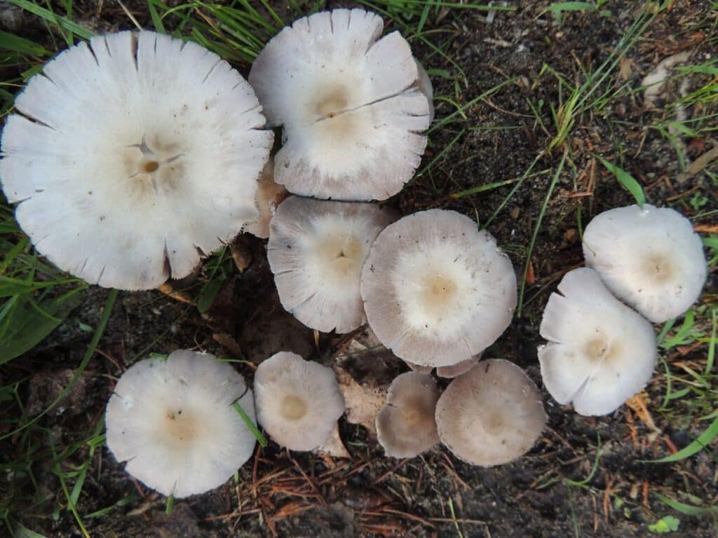 Fool's Funnel: Identification of a Deadly Beauty - Mushroom Appreciation