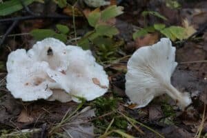 The Sweetbread Mushroom: Identification, Lookalikes, and Foraging ...
