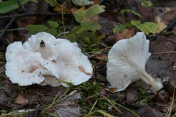 The Sweetbread Mushroom: Identification, Lookalikes, and Foraging ...