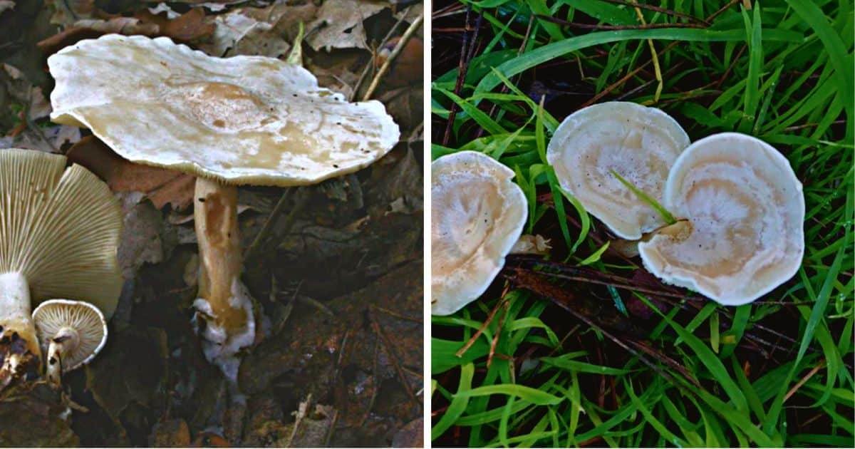 Fool's Funnel: Identification of a Deadly Beauty - Mushroom Appreciation
