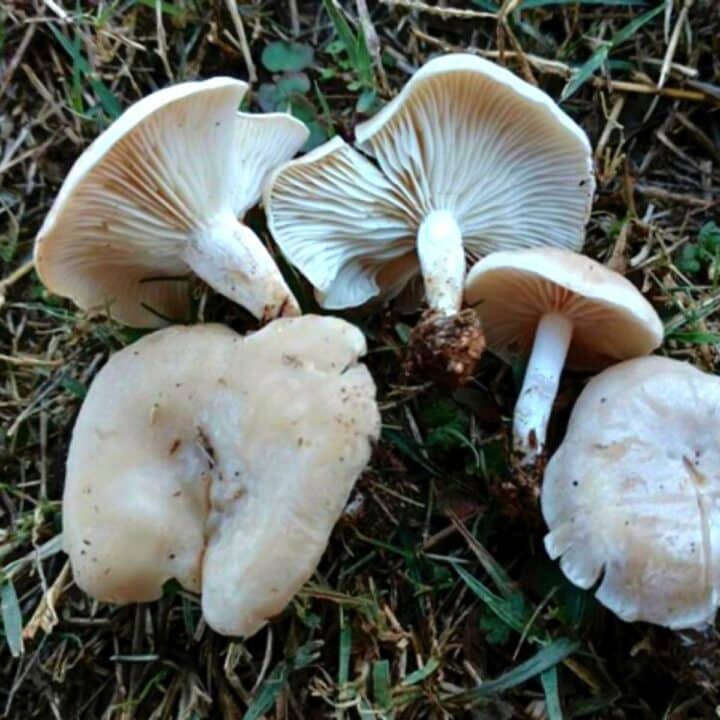 Mushroom Species - Mushroom Appreciation