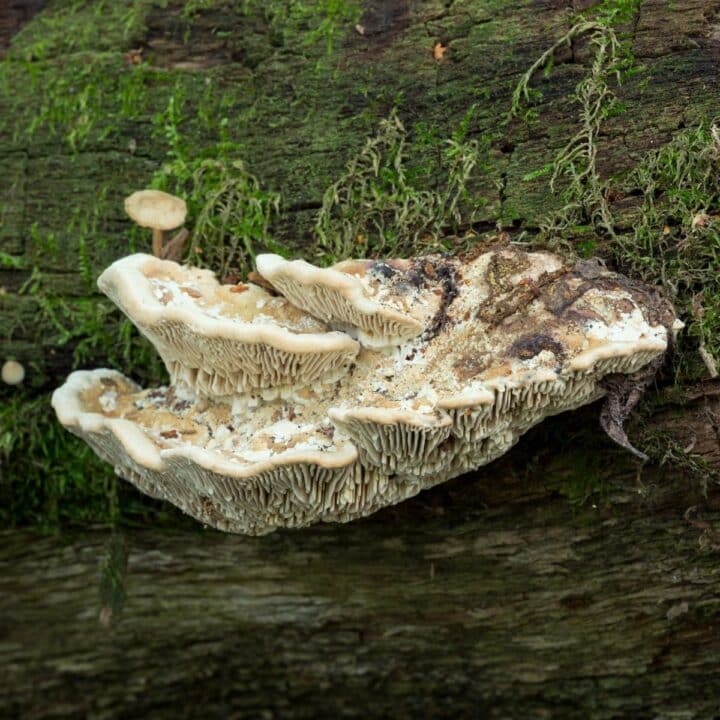 The Rusty Gilled Polypore: A Comprehensive Guide - Mushroom Appreciation