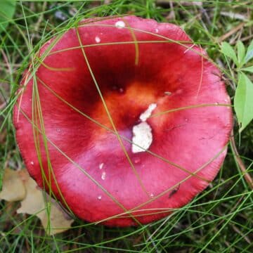 Introduction to Russula Mushrooms: A Common Foraging Find - Mushroom ...