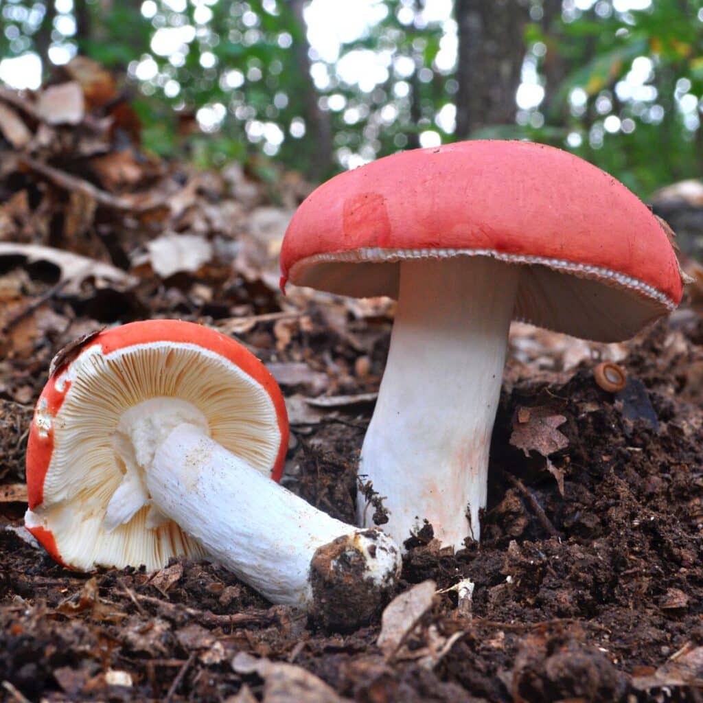 Mushroom Species - Mushroom Appreciation