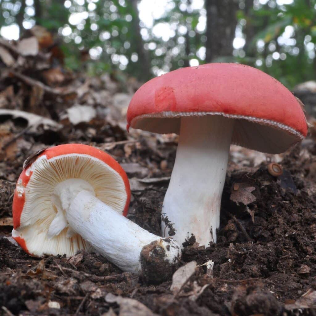 Introduction to Russula Mushrooms: A Common Foraging Find - Mushroom ...