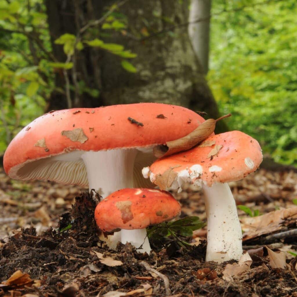 Introduction to Russula Mushrooms: A Common Foraging Find - Mushroom ...