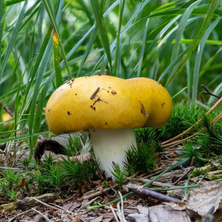 Introduction to Russula Mushrooms: A Common Foraging Find - Mushroom ...