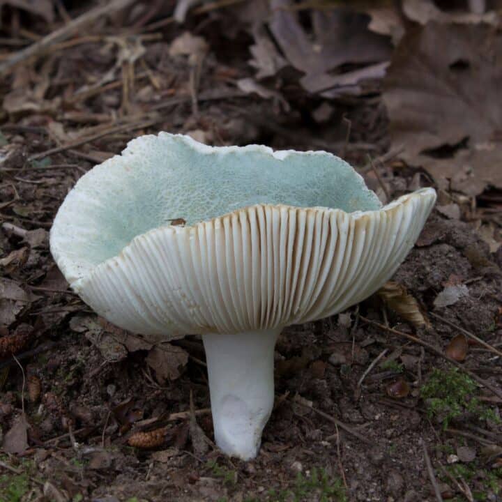 Introduction to Russula Mushrooms: A Common Foraging Find - Mushroom ...