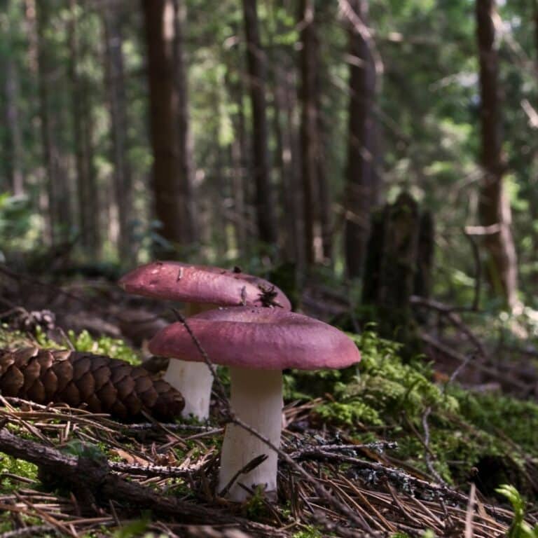 Introduction to Russula Mushrooms: A Common Foraging Find - Mushroom ...