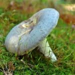 Quilted Green Russulas: Identification, Foraging, and Edibility ...