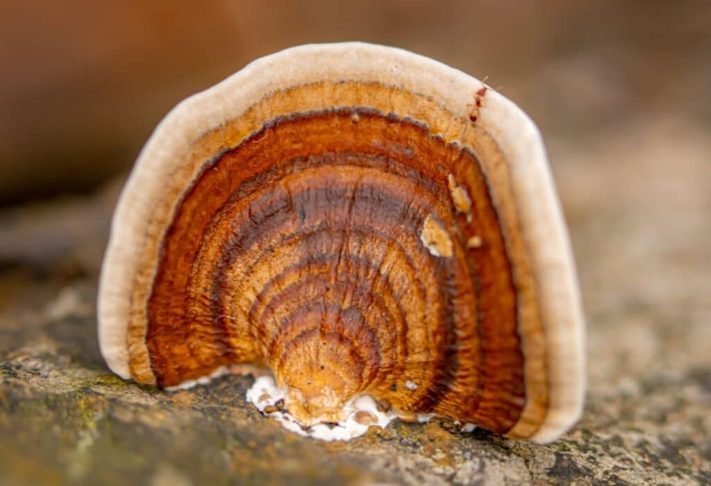 The Rusty Gilled Polypore: A Comprehensive Guide - Mushroom Appreciation
