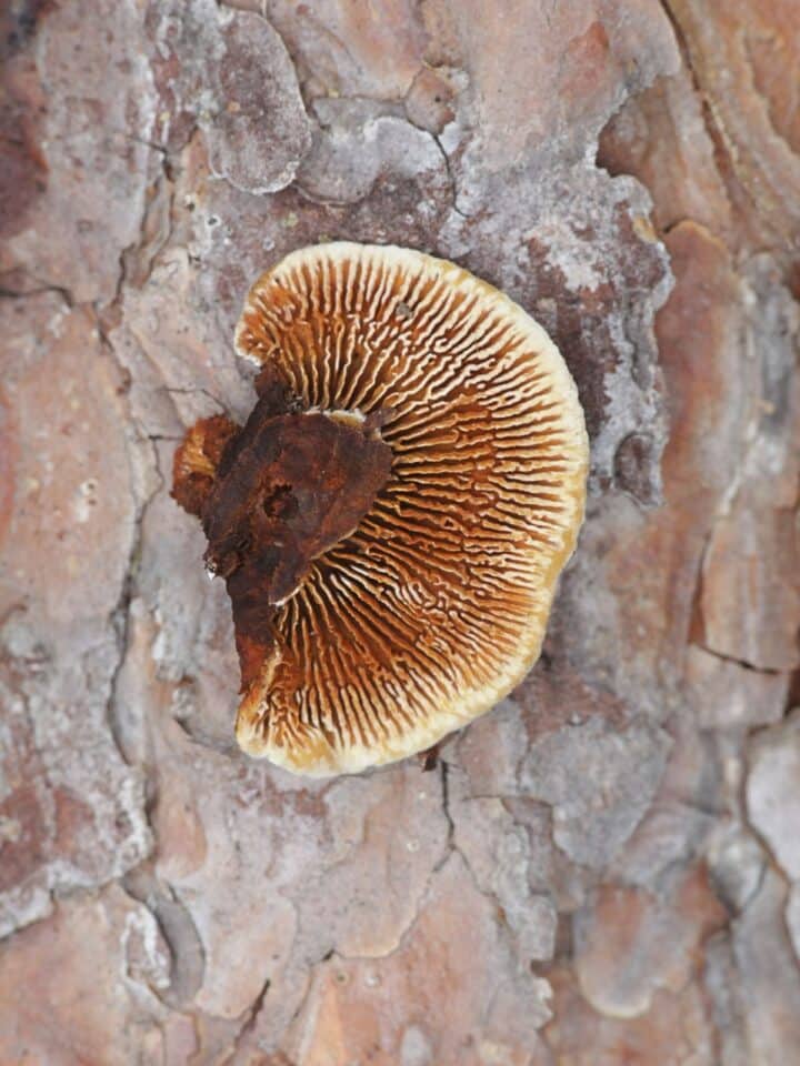The Rusty Gilled Polypore: A Comprehensive Guide - Mushroom Appreciation