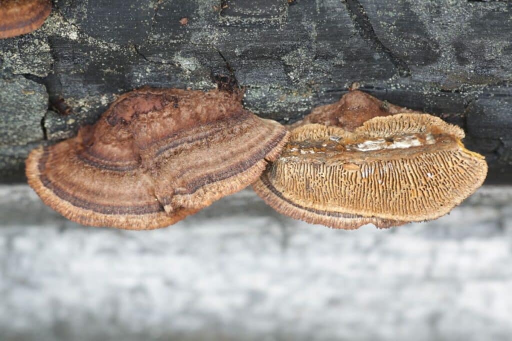 The Rusty Gilled Polypore: A Comprehensive Guide - Mushroom Appreciation