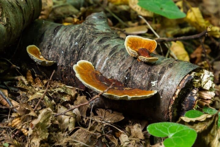 The Rusty Gilled Polypore: A Comprehensive Guide - Mushroom Appreciation
