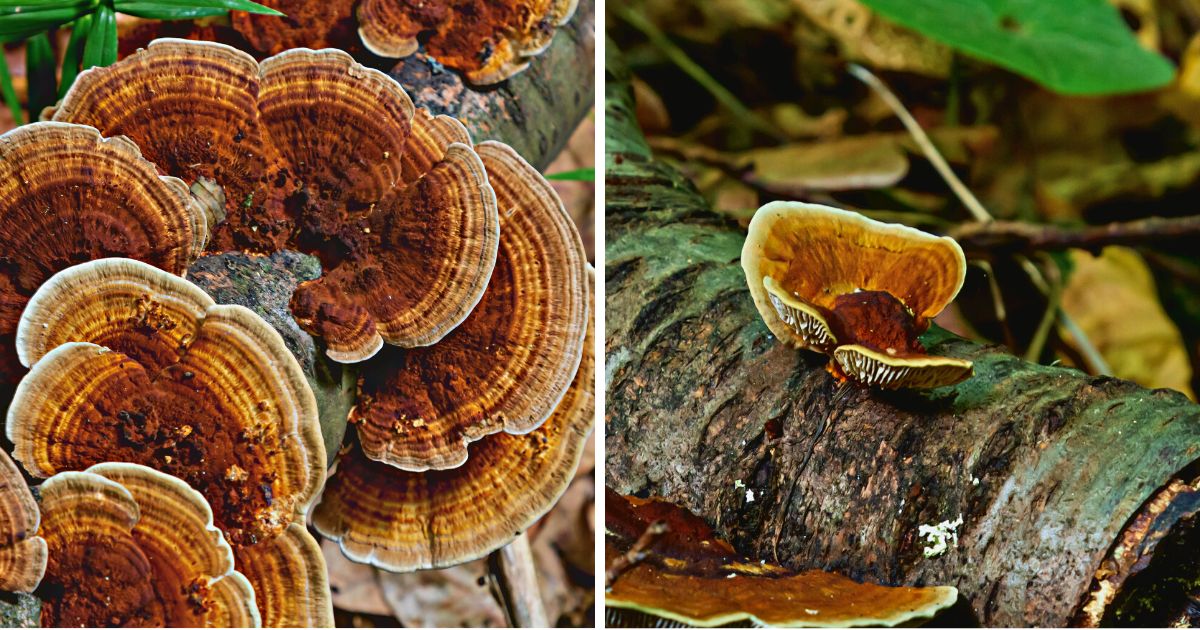 The Rusty Gilled Polypore: A Comprehensive Guide - Mushroom Appreciation