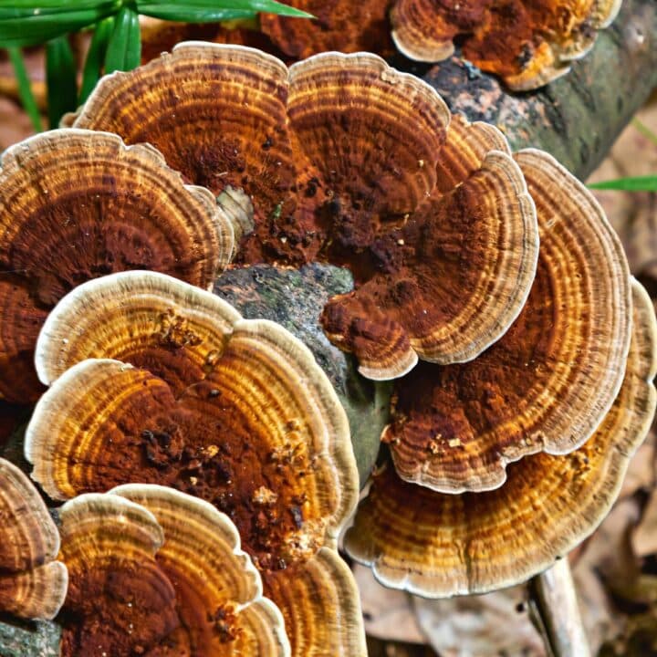 Berkeley's Polypore: Identification, Foraging, and Culinary ...