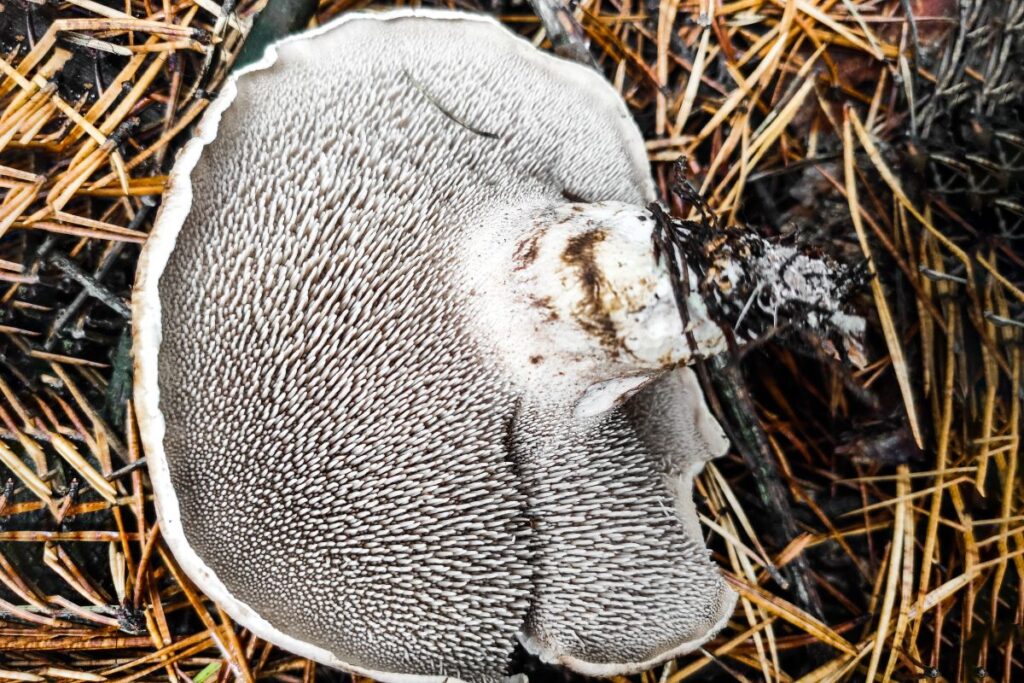 Scaly Hedgehog Mushroom: Identification, Foraging, and Lookalikes ...