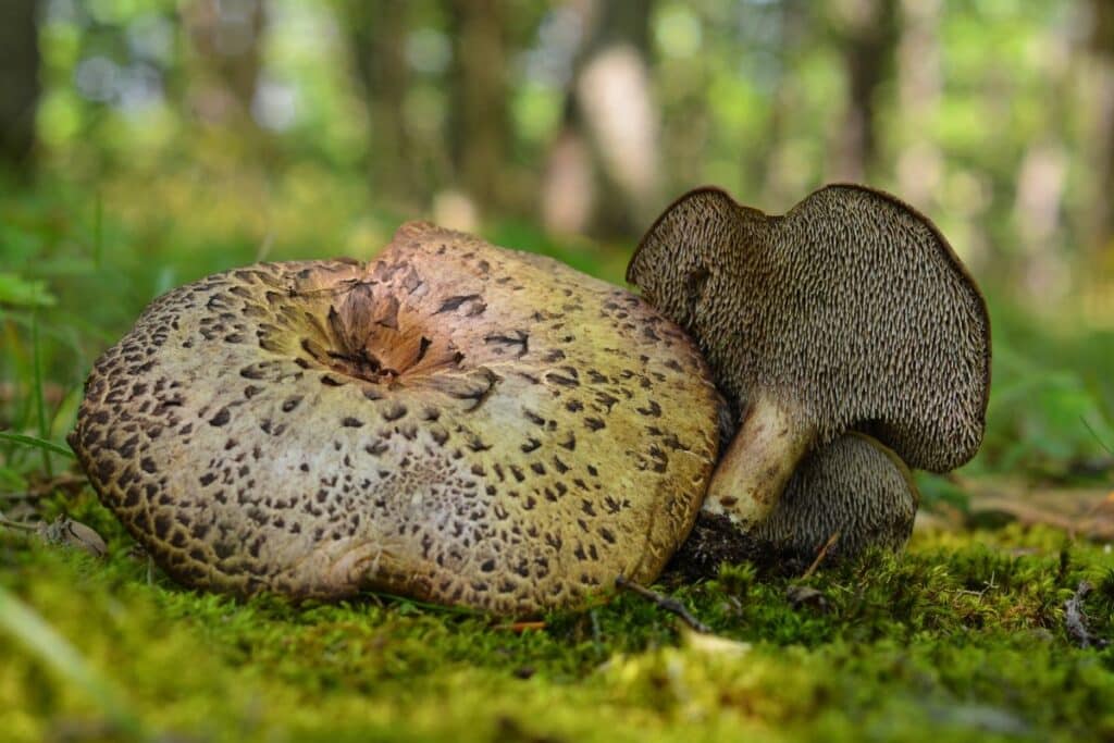 Scaly Hedgehog Mushroom: Identification, Foraging, and Lookalikes ...