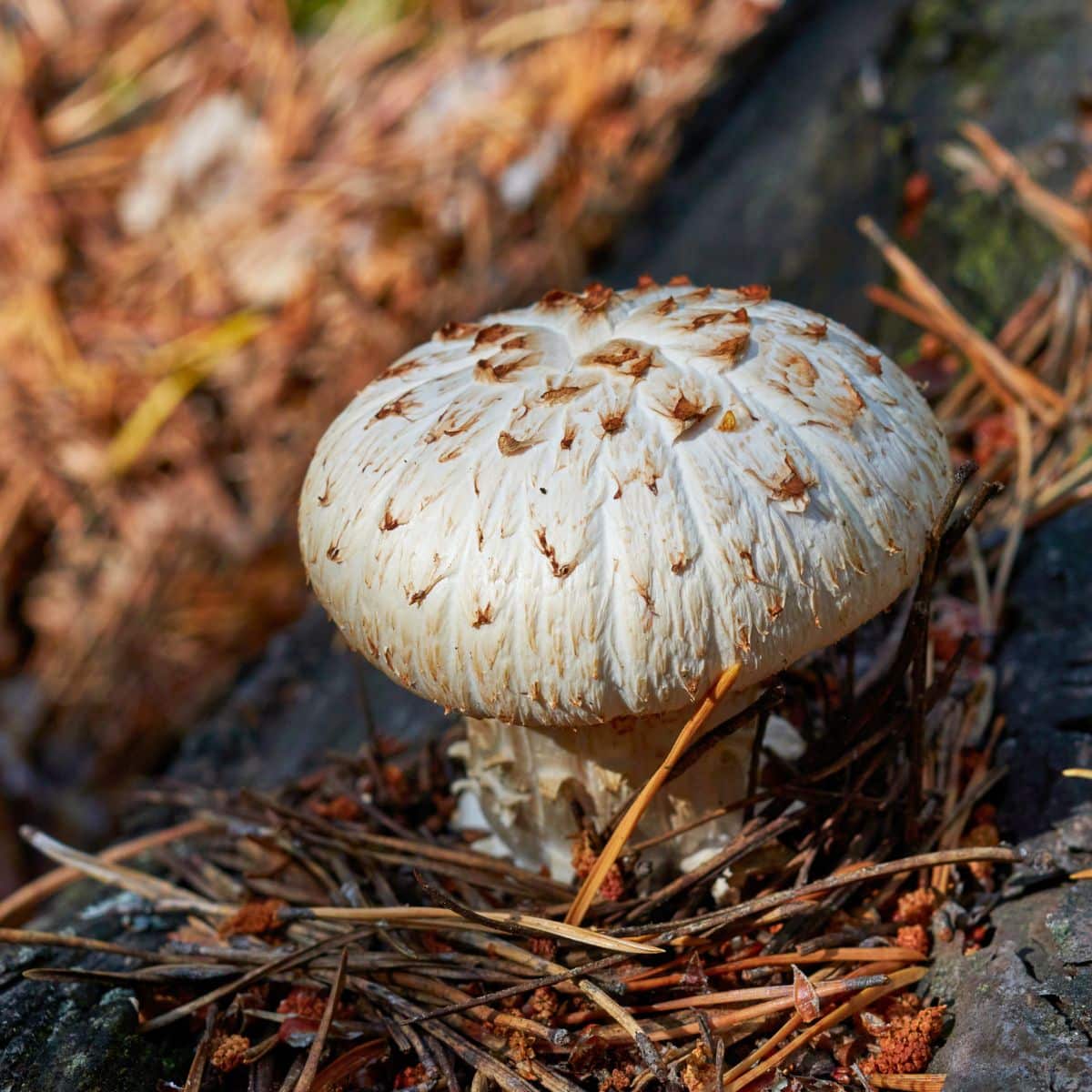 Edible Mushrooms - Mushroom Appreciation