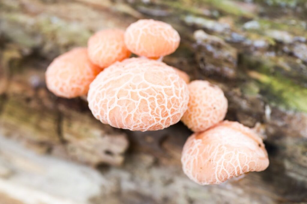 The Enigmatic Wrinkled Peach: Identification Guide - Mushroom Appreciation