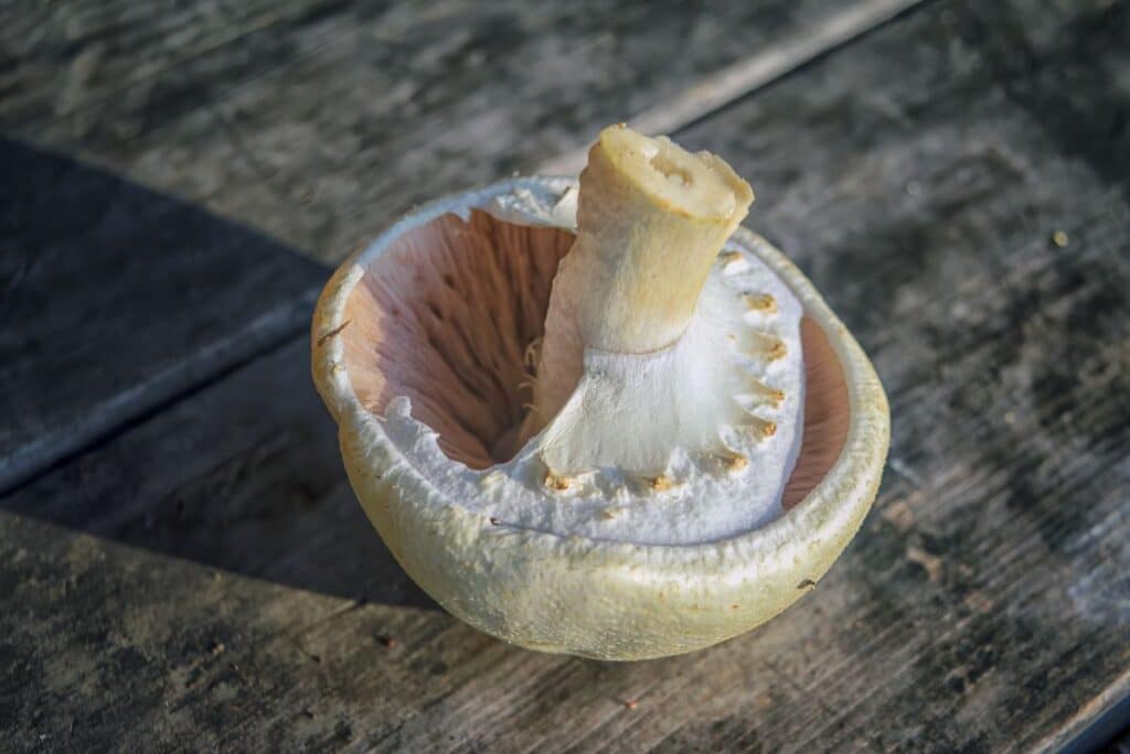 The Yellow Stainer Mushroom: Identification and Lookalikes - Mushroom ...
