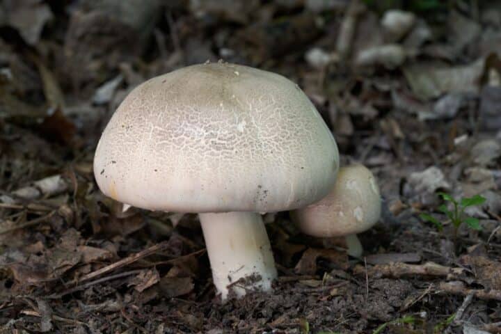 The Yellow Stainer Mushroom: Identification and Lookalikes - Mushroom ...