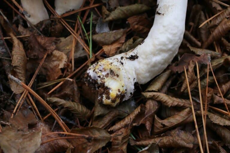 The Yellow Stainer Mushroom: Identification and Lookalikes - Mushroom ...