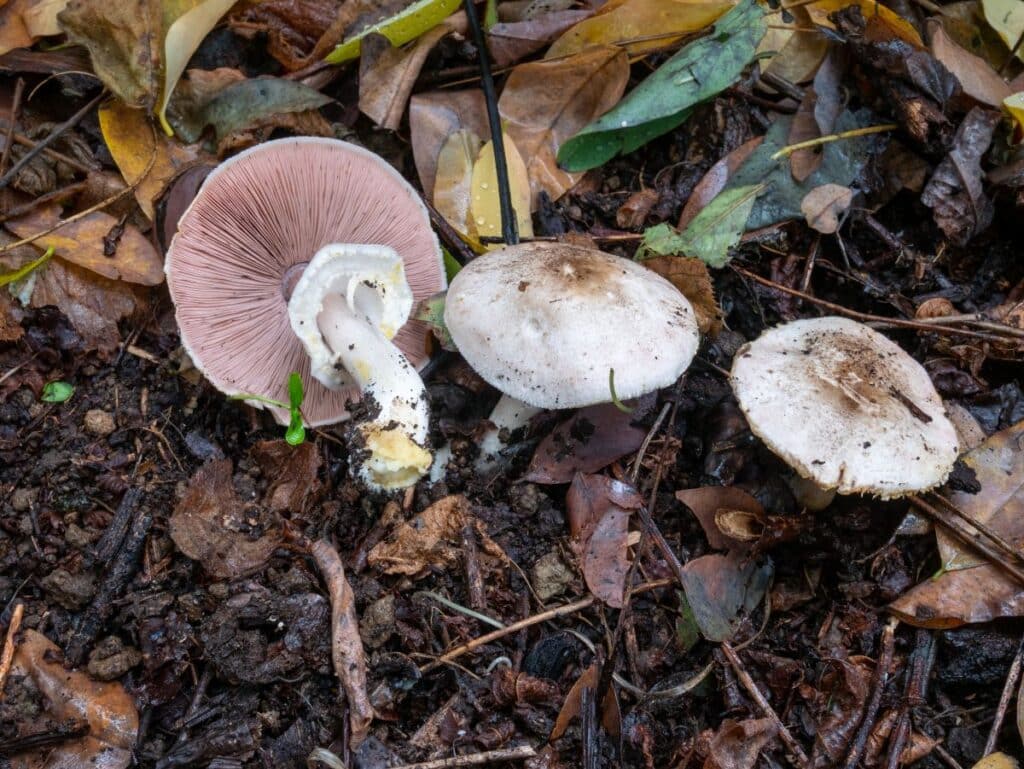 Common Mushrooms in Mulch - Mushroom Appreciation