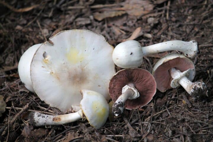 The Yellow Stainer Mushroom: Identification and Lookalikes - Mushroom ...