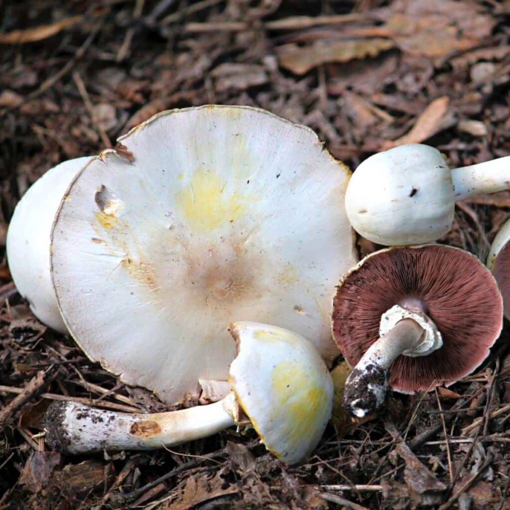 Mushroom Species - Mushroom Appreciation