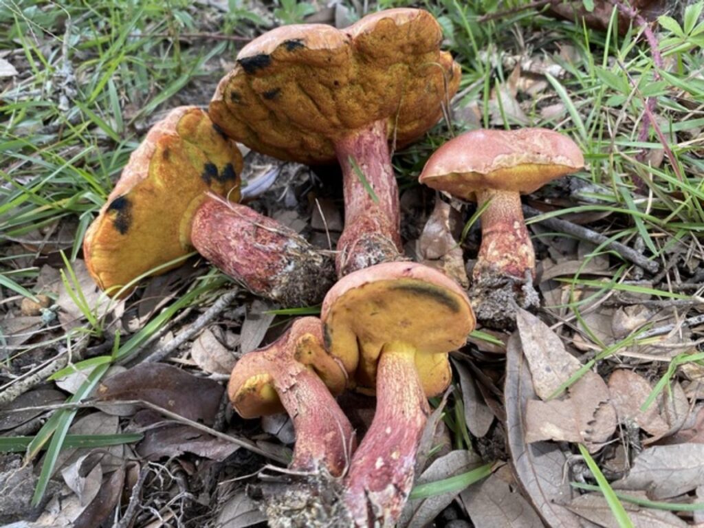 Frost's Bolete: Identifying, Foraging, and Edibility - Mushroom ...