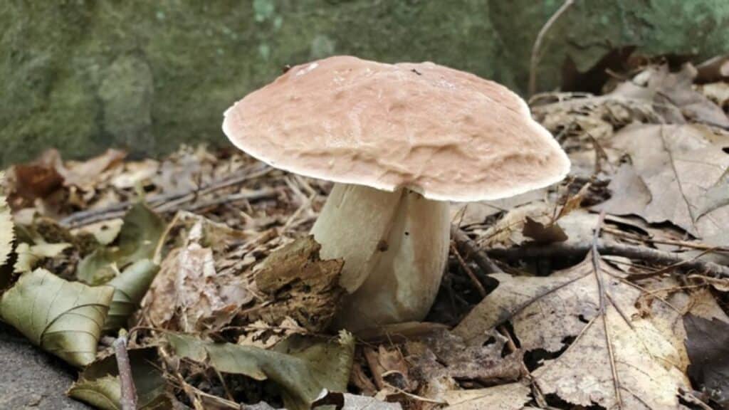 All About Boletes: An Introduction To Bolete Foraging and ...