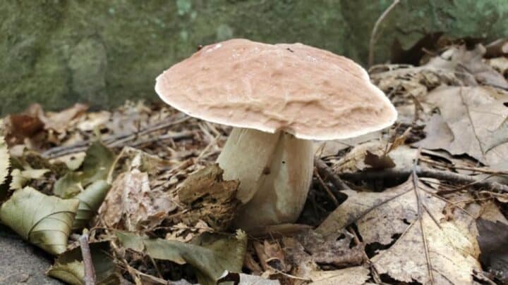 All About Boletes: An Introduction To Bolete Foraging and ...