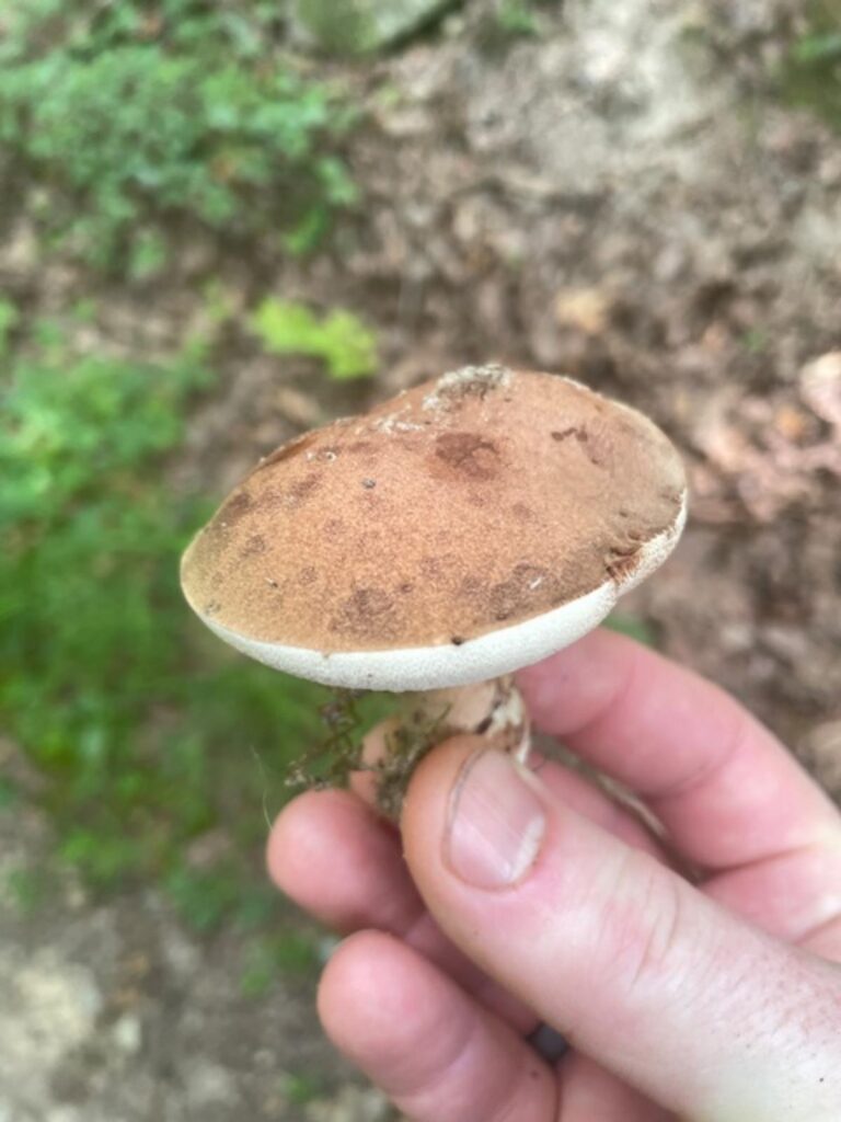 Preventing Bitter Disappointment: Identification Guide to the Bitter Bolete - Mushroom Appreciation