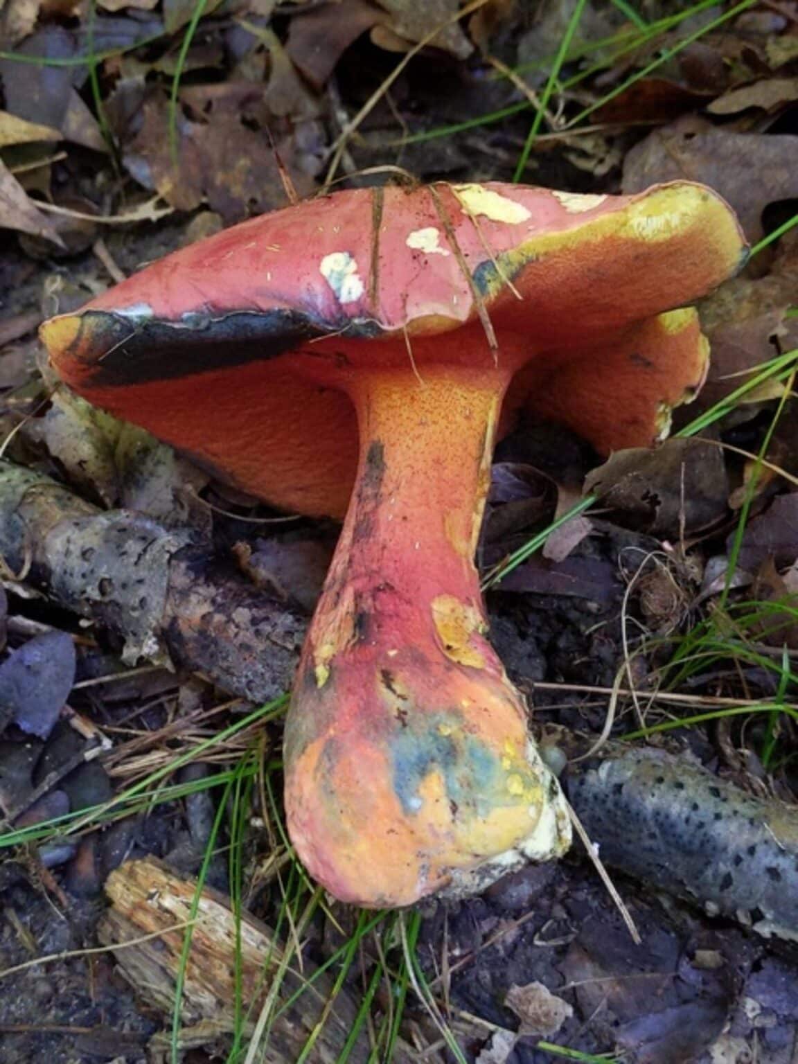 All About Boletes: An Introduction To Bolete Foraging and ...